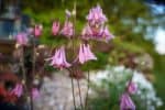 Bluebell Flower Meaning and Symbolism in the language of flowers ...
