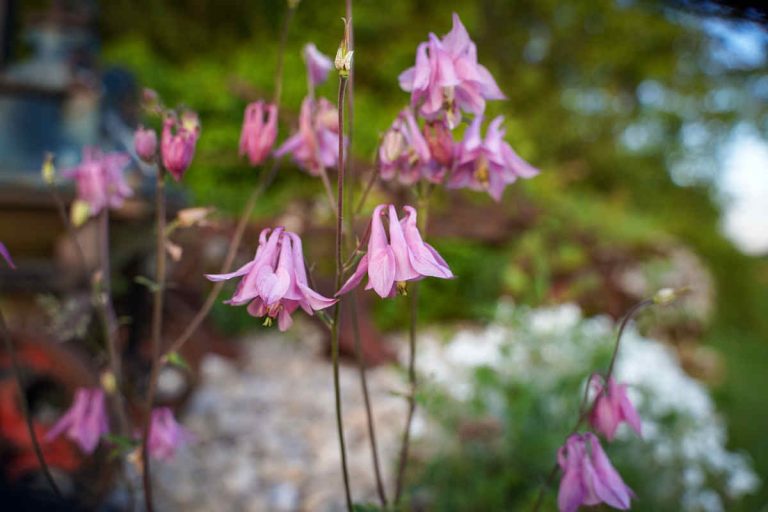 Bluebell Flower Meaning and Symbolism in the language of flowers ...