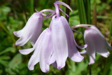Bluebell Flower Meaning and Symbolism in the language of flowers ...