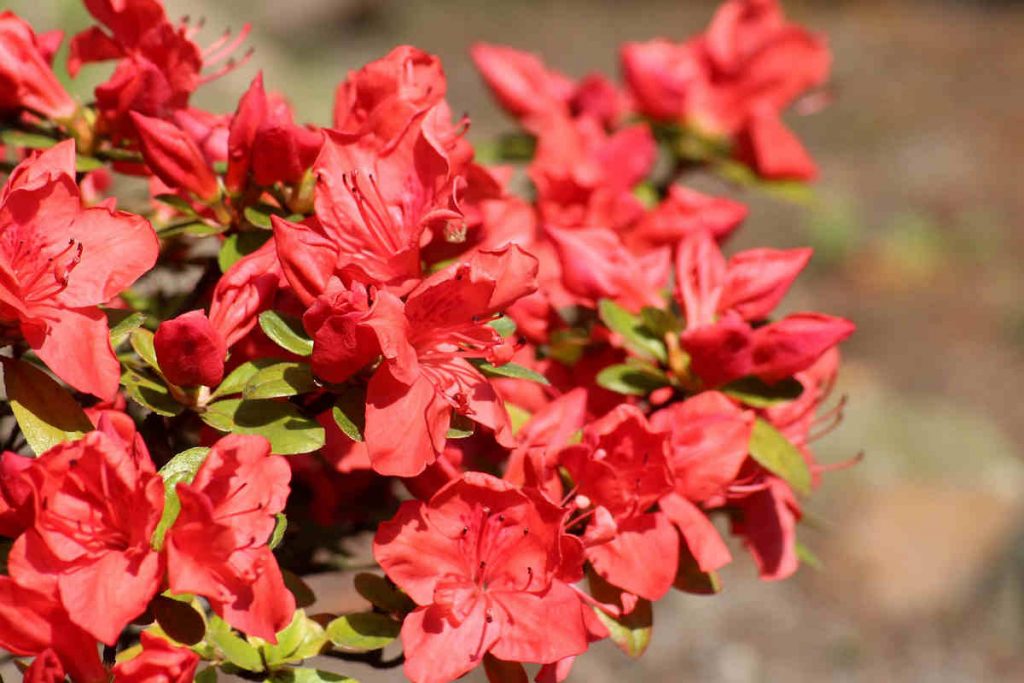 Azalea Flower Meaning and Symbolism - SimplyBeyondHerbs