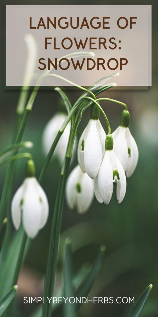 Snowdrop Flower Meaning and its Significance as a Birth Flower ...