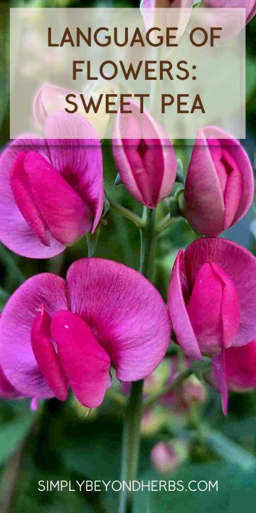 Sweet Pea Flower Meaning and Symbolism in the Language of Flowers ...