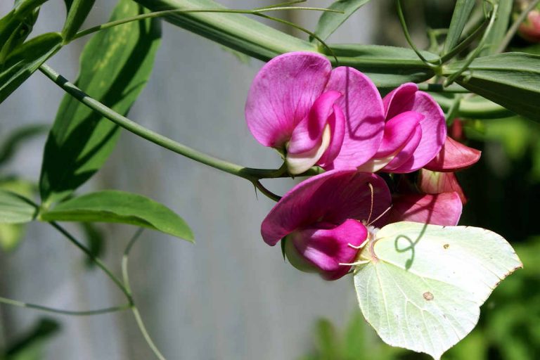 Sweet Pea Flower Meaning and Symbolism in the Language of Flowers ...