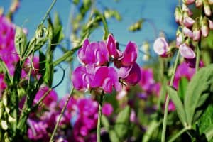 Sweet Pea Flower Meaning and Symbolism in the Language of Flowers ...