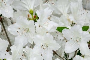 Azalea Flower Meaning and Symbolism - SimplyBeyondHerbs