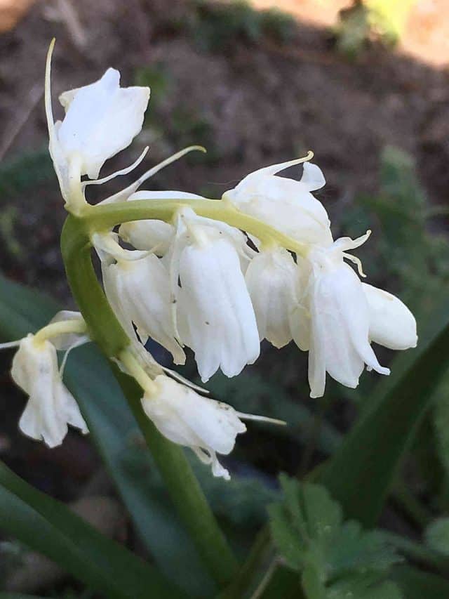 Bluebell Flower Meaning and Symbolism in the language of flowers ...