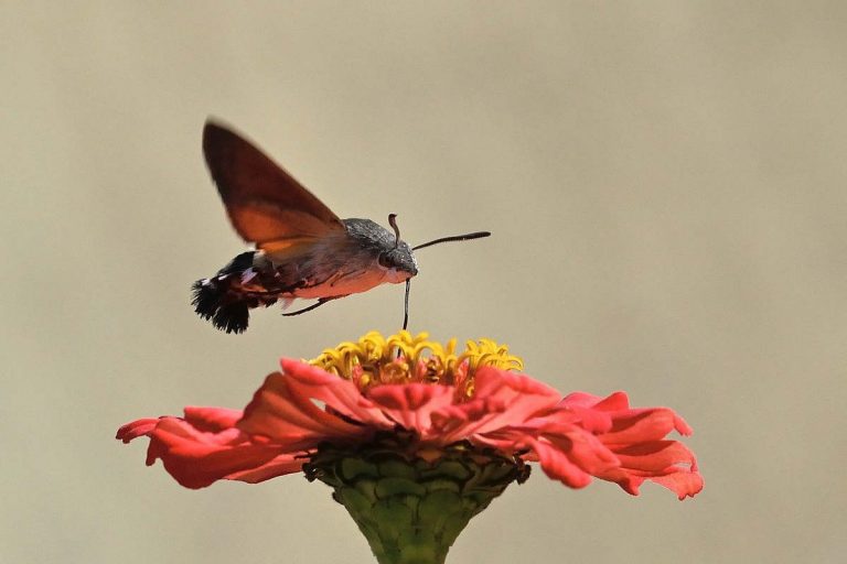 Zinnia Flower Meaning: Discover Symbolism and Color Significance ...
