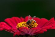 Zinnia Flower Meaning: Discover Symbolism and Color Significance ...