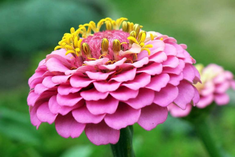 Zinnia Flower Meaning: Discover Symbolism and Color Significance ...