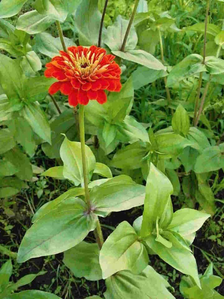 Zinnia Flower Meaning: Discover Symbolism and Color Significance ...