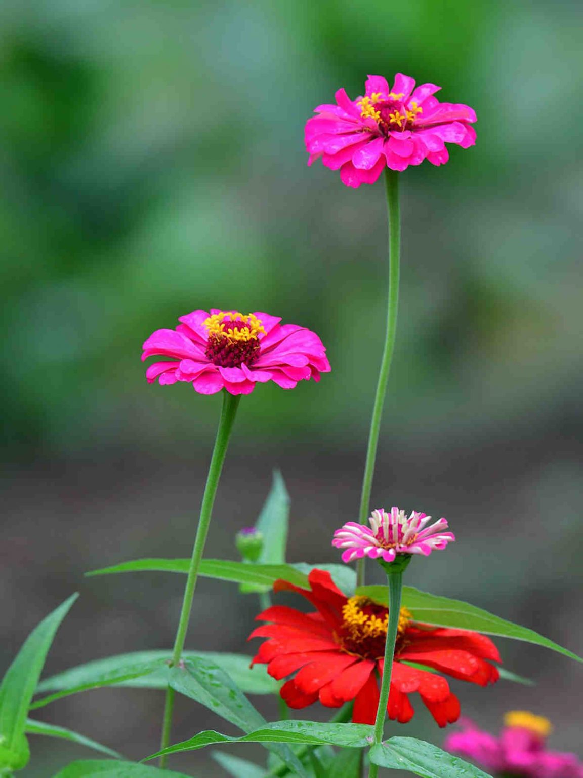 Zinnia Flower Meaning: Discover Symbolism and Color Significance ...