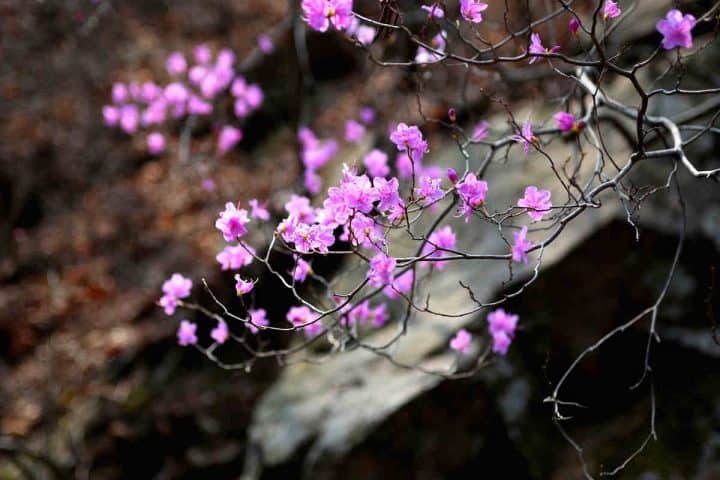 Azalea Flower Meaning and Symbolism - SimplyBeyondHerbs