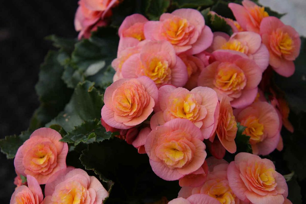 25 Different Flowers That Look Like Roses: Ultimate Collection ...