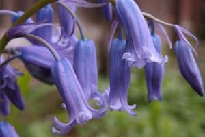 Bluebell Flower Meaning and Symbolism in the language of flowers ...