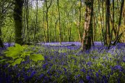 Bluebell Flower Meaning and Symbolism in the language of flowers ...