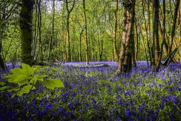 Bluebell Flower Meaning and Symbolism in the language of flowers ...