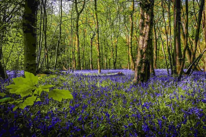 Bluebell Flower Meaning and Symbolism in the language of flowers ...