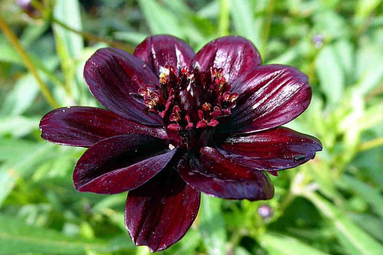 Cosmos Flower Meaning and Symbolism and Petal Color Meaning ...