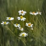 Chamomile Flower Meaning in the language of flowers - SimplyBeyondHerbs