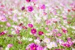 Cosmos Flower Meaning and Symbolism and Petal Color Meaning ...
