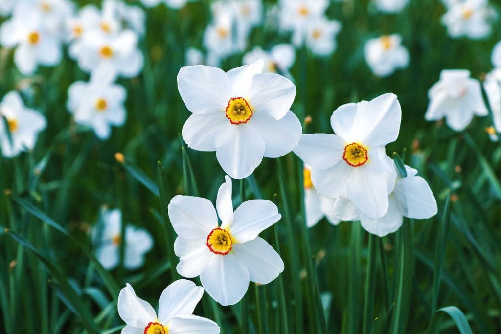 Daffodils Flower Meaning: Symbolism behind March Birth Flower ...