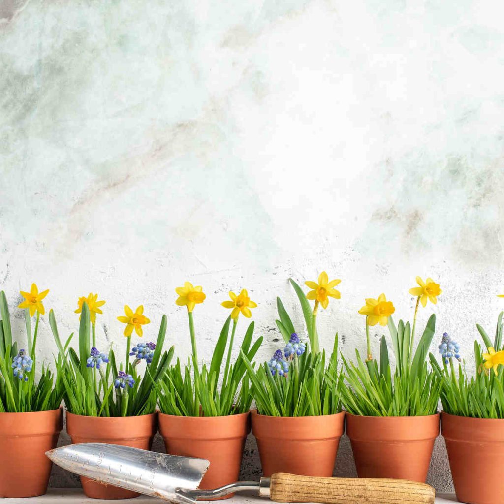 Daffodils Flower Meaning: Symbolism behind March Birth Flower ...