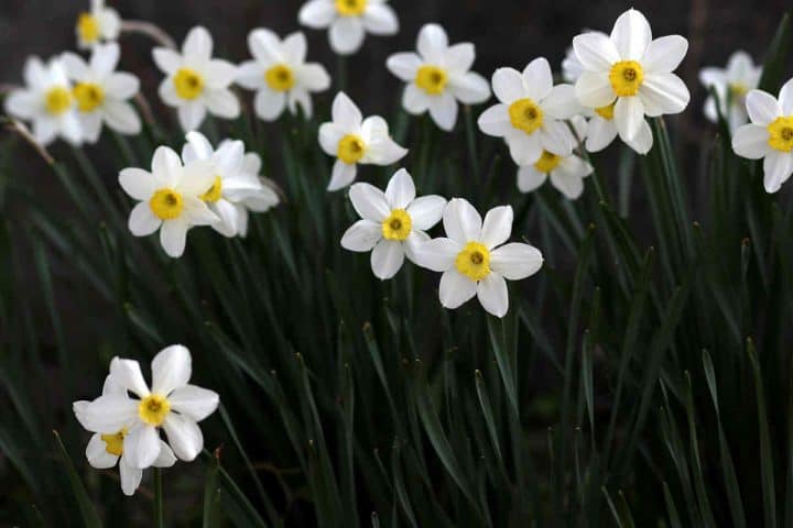 60+ Flowers that Start with D: Ultimate D flower names Collection ...