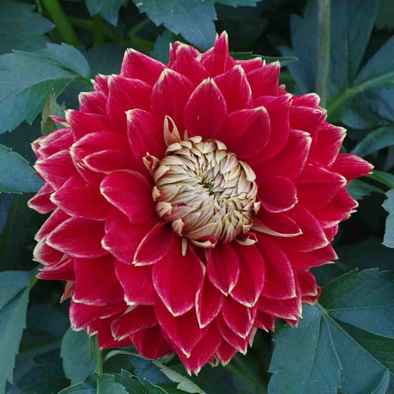 25 Different Flowers That Look Like Roses: Ultimate Collection ...