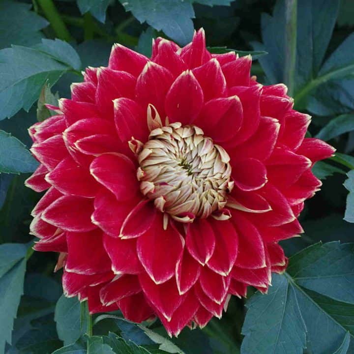 60+ Flowers that Start with D: Ultimate D flower names Collection ...