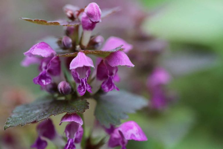 60+ Flowers that Start with D: Ultimate D flower names Collection ...