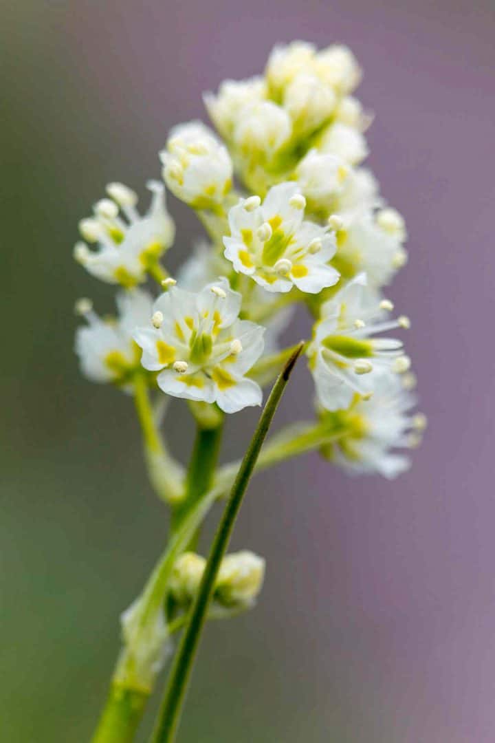 60+ Flowers that Start with D: Ultimate D flower names Collection ...