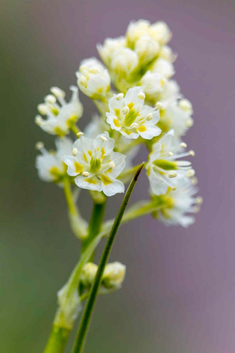 60+ Flowers that Start with D: Ultimate D flower names Collection ...
