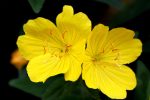 Primrose Flower Meaning and Symbolism: Ultimate Guide - SimplyBeyondHerbs