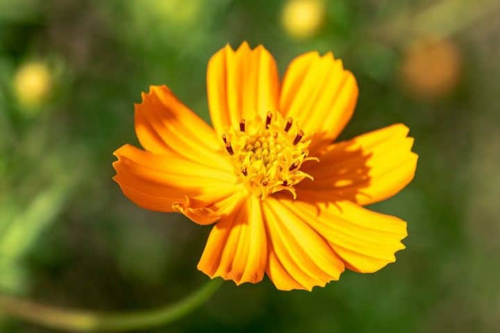 Cosmos Flower Meaning and Symbolism and Petal Color Meaning ...