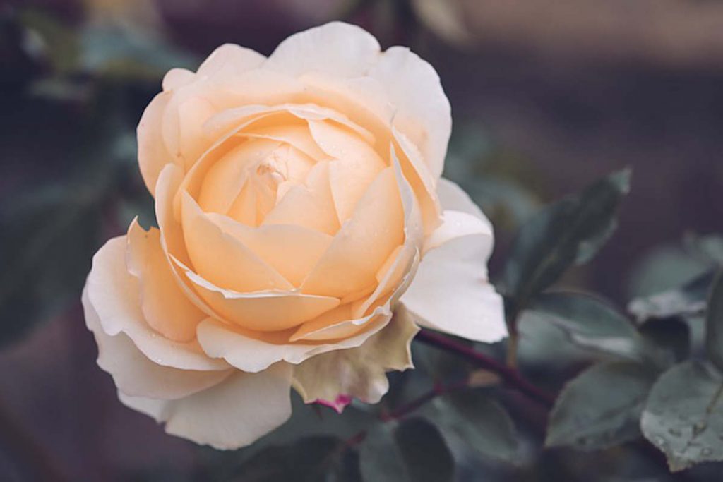 Rose Flower Symbolism and the Meaning of Rose Colors - SimplyBeyondHerbs