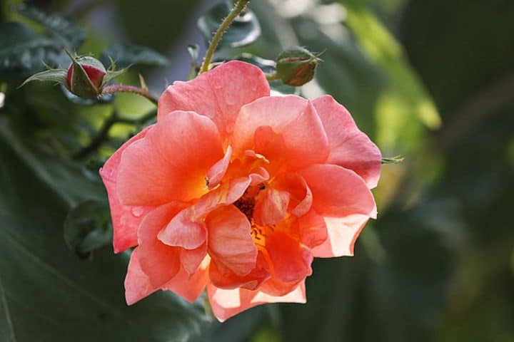 Rose Flower Symbolism and the Meaning of Rose Colors - SimplyBeyondHerbs