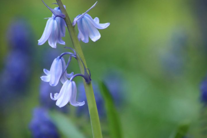 Bluebell Flower Meaning and Symbolism in the language of flowers ...