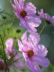 Cosmos Flower Meaning and Symbolism and Petal Color Meaning ...