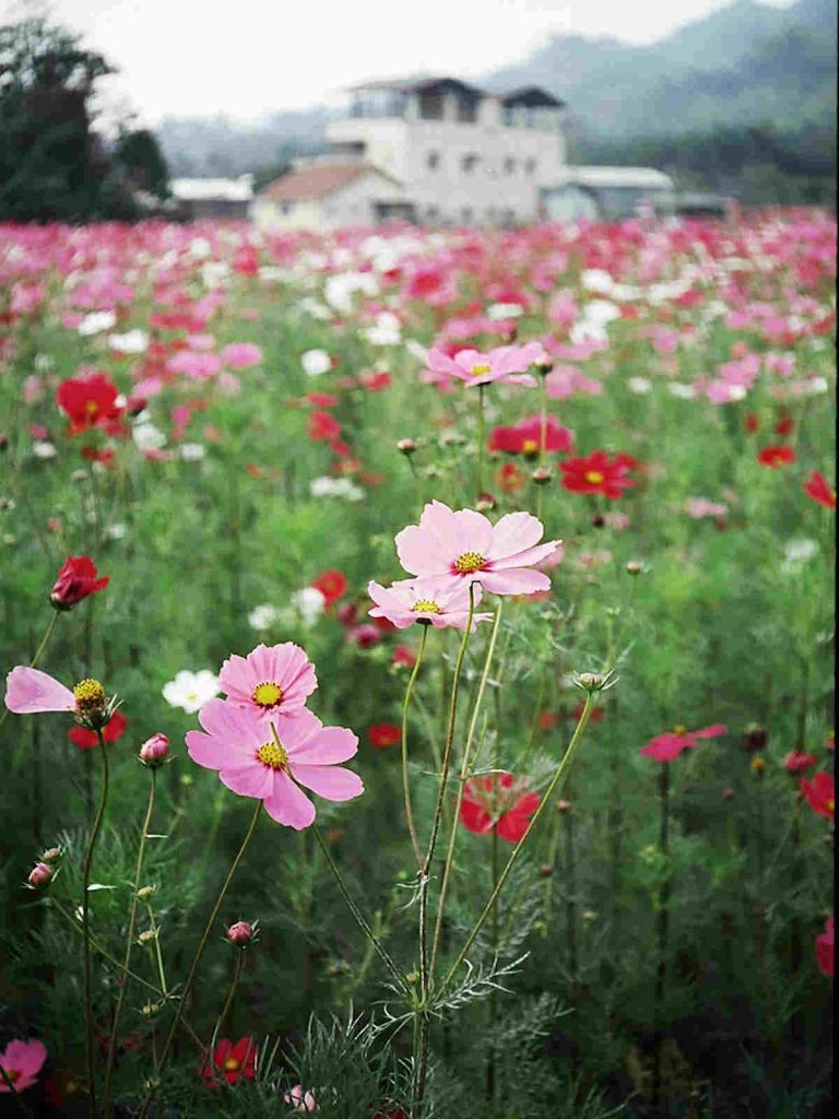 Cosmos Flower Meaning and Symbolism and Petal Color Meaning ...
