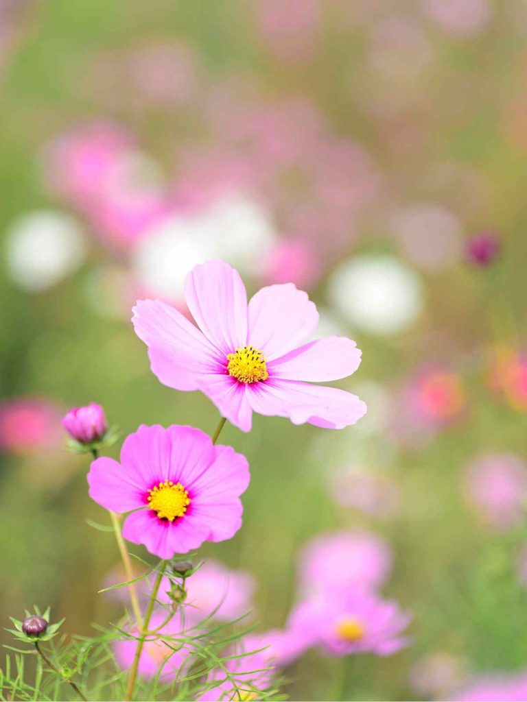 Cosmos Flower Meaning and Symbolism and Petal Color Meaning ...