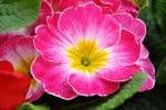 Primrose Flower Meaning and Symbolism: Ultimate Guide - SimplyBeyondHerbs