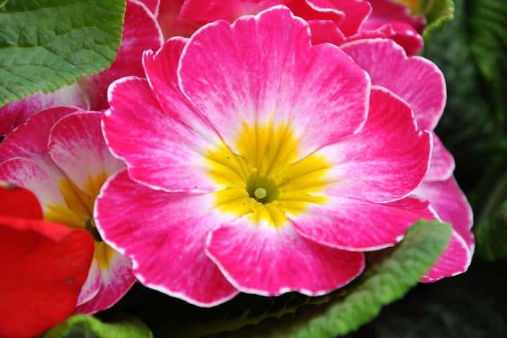 Primrose Flower Meaning and Symbolism: Ultimate Guide - SimplyBeyondHerbs