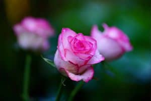 Rose Flower Symbolism and the Meaning of Rose Colors - SimplyBeyondHerbs
