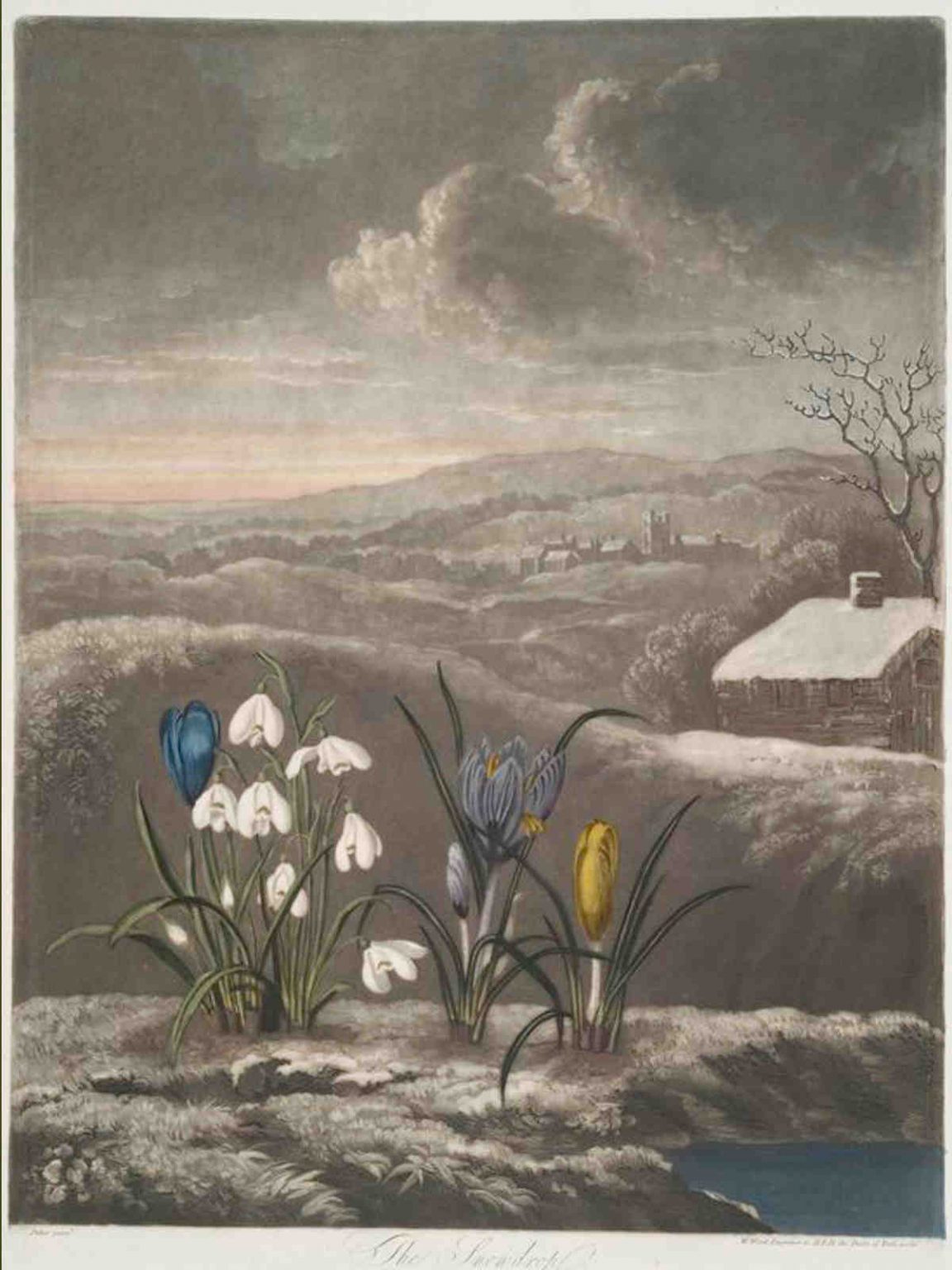 Snowdrop Flower Meaning and its Significance as a Birth Flower ...
