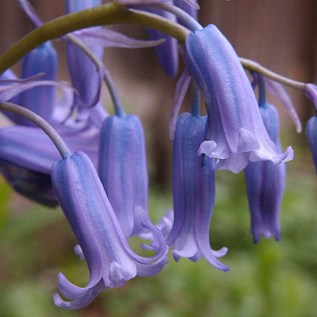 Bluebell Flower Meaning and Symbolism in the language of flowers ...