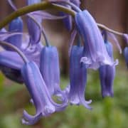 Bluebell Flower Meaning and Symbolism in the language of flowers ...
