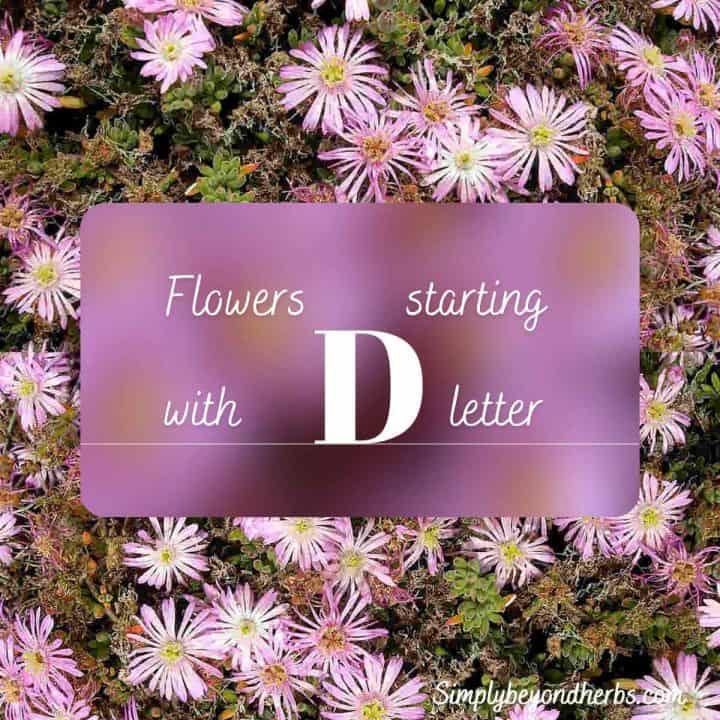 60+ Flowers that Start with D: Ultimate D flower names Collection ...