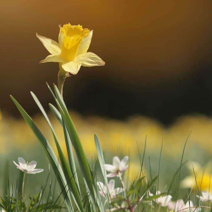 Daffodils Flower Meaning: Symbolism behind March Birth Flower ...