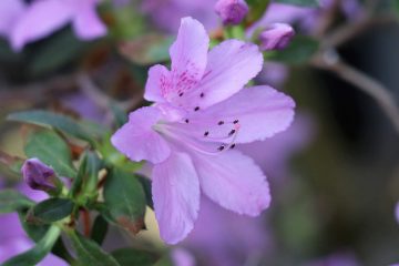 Azalea Flower Meaning and Symbolism - SimplyBeyondHerbs
