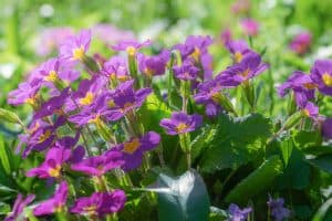 Primrose Flower Meaning and Symbolism: Ultimate Guide - SimplyBeyondHerbs